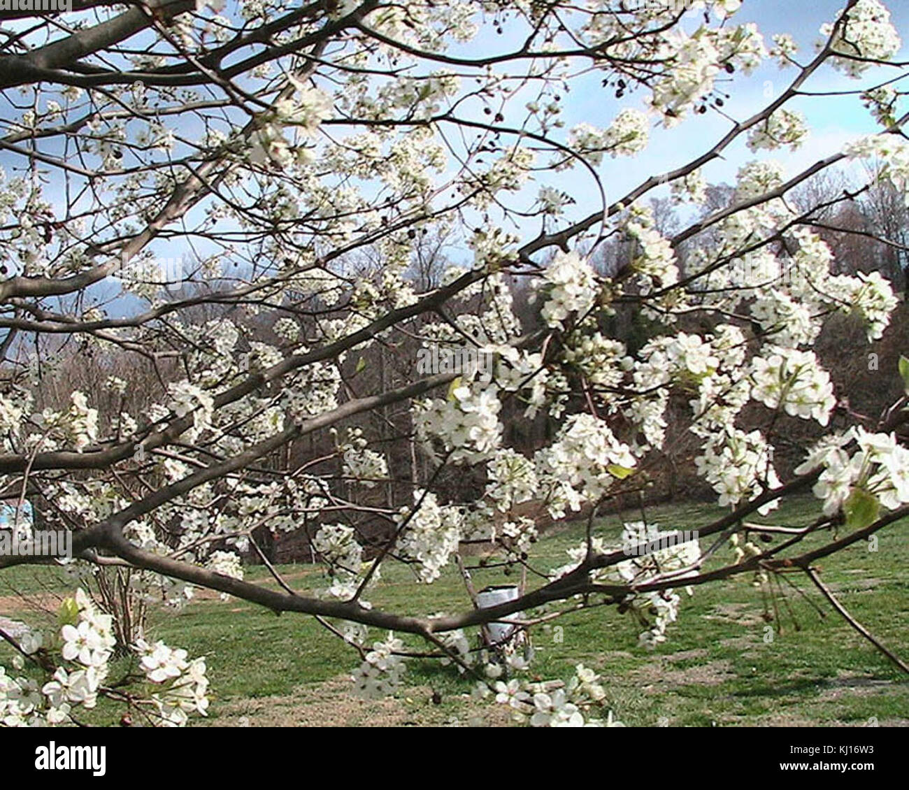 Callery pear pyrus calleryana tree blossoms Stock Photo - Alamy