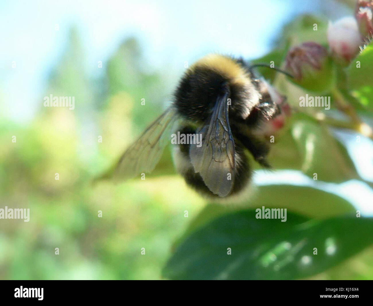 Bumblebee bombus insect Stock Photo - Alamy