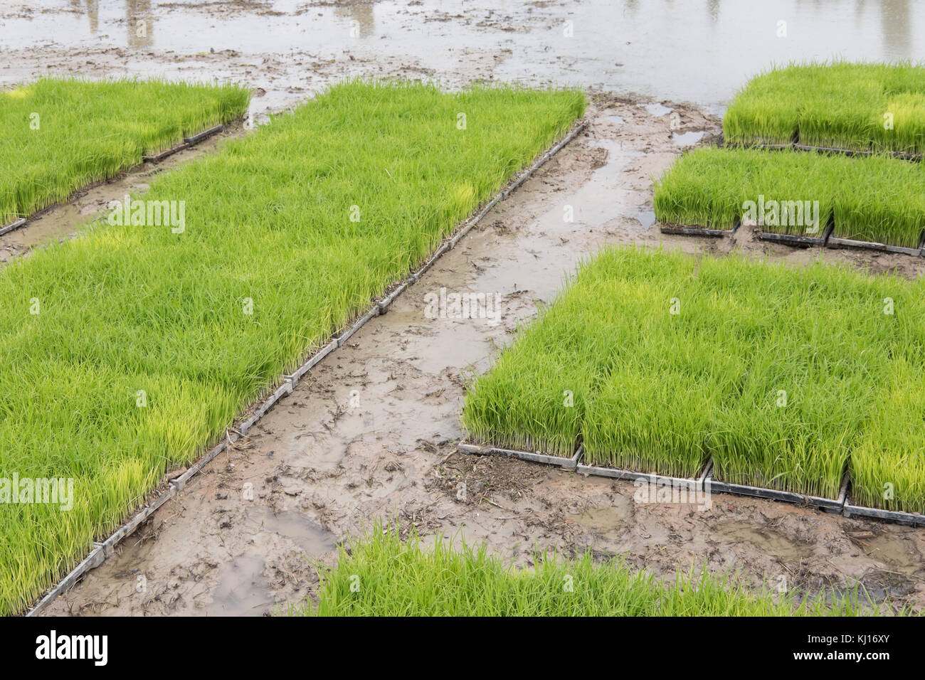 rice planting in farm. Transplant young rice seedling on paddy field in ...