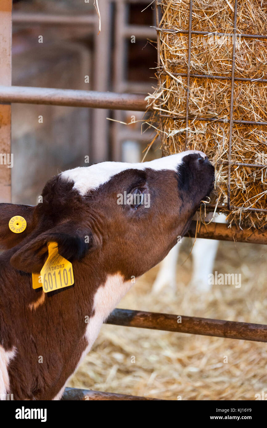 Calf eating hay Stock Photo - Alamy
