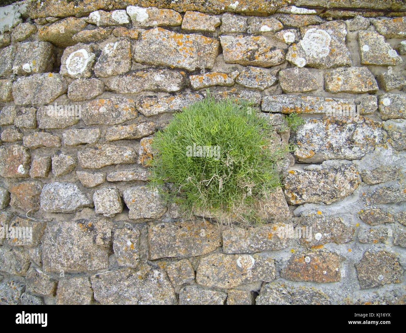 Bush on wall Stock Photo - Alamy