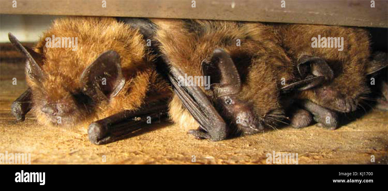 Insect eating bat hi-res stock photography and images - Alamy