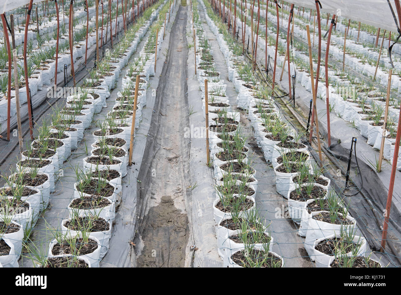 growing red shallot bulb in farm. sprouting green shallot. Transplant ...