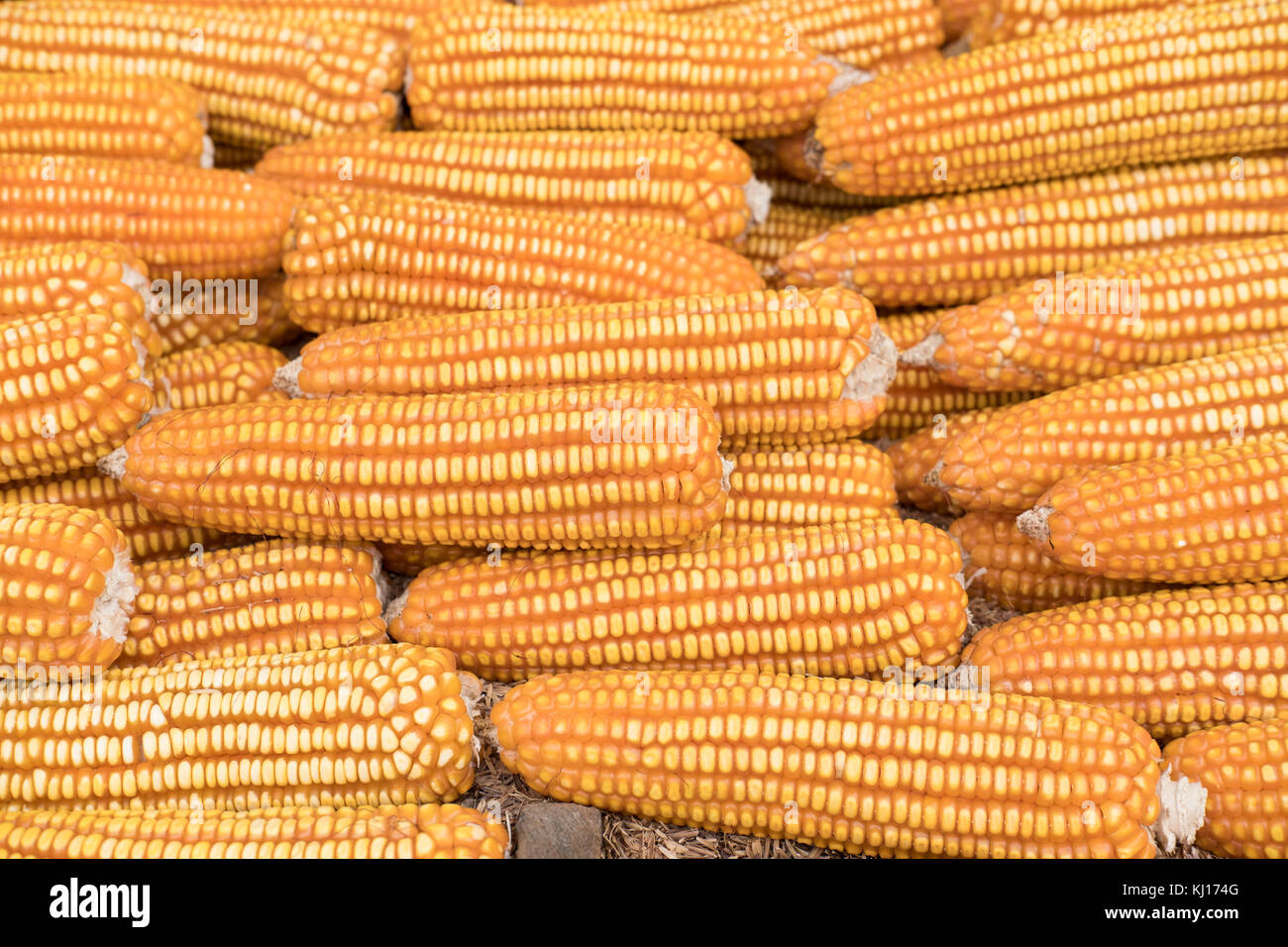 sweet yellow corn background. maize cob. crop in agriculture industry ...