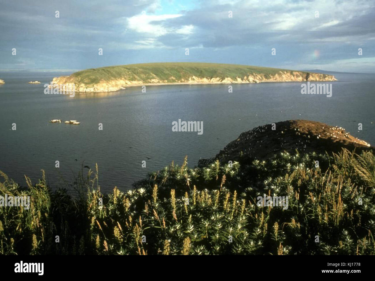 Chamisso island hi-res stock photography and images - Alamy