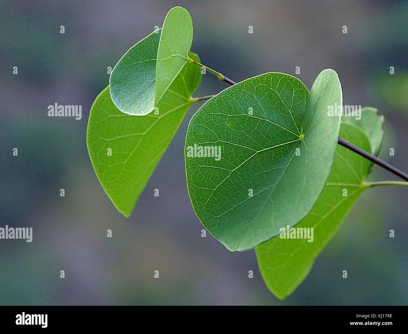 Canyon cycles hi-res stock photography and images - Alamy