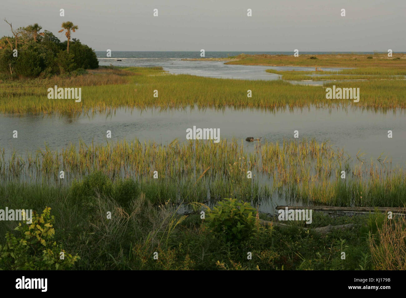 Marsh marine environments Stock Photo - Alamy