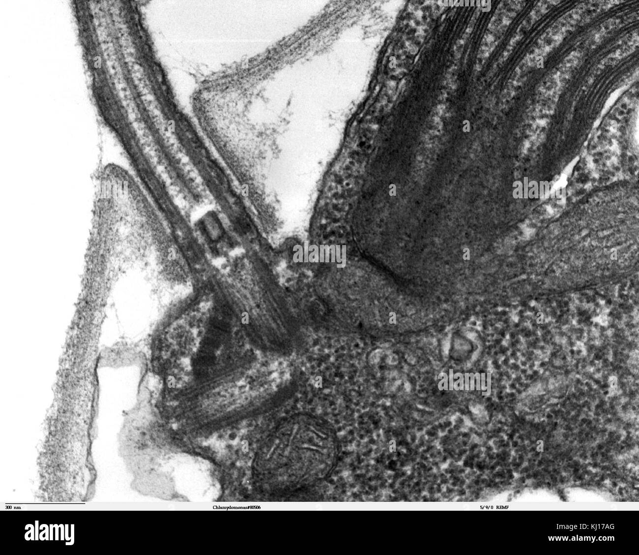 Flagella algae hi-res stock photography and images - Alamy