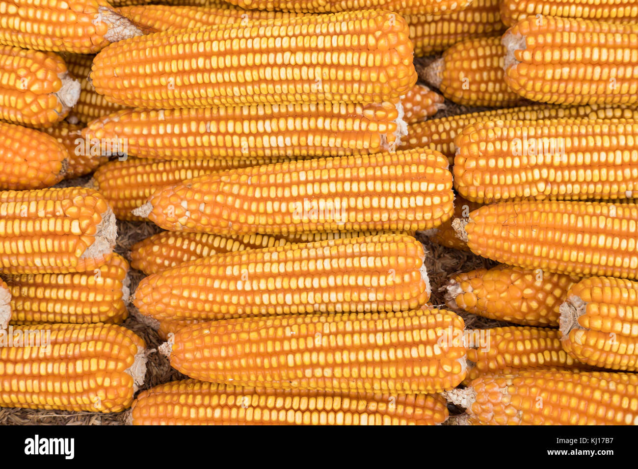 sweet yellow corn background. maize cob. crop in agriculture industry ...