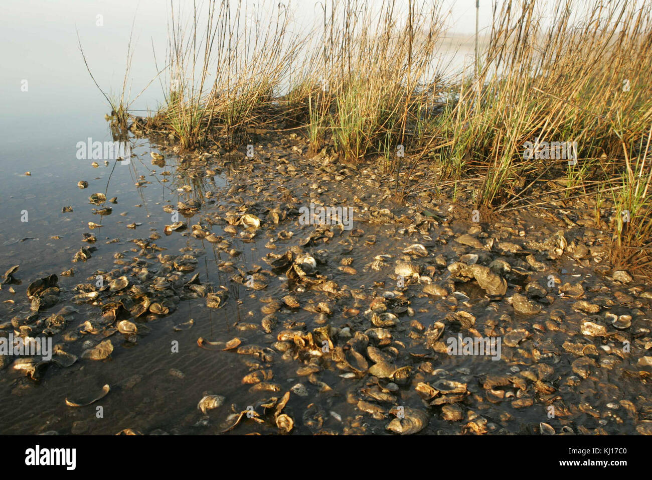 Old oyster shells hi-res stock photography and images - Alamy