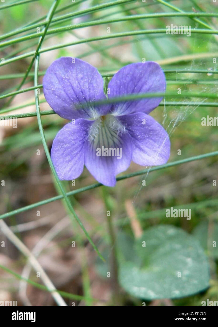 Common dog violet Stock Photo - Alamy