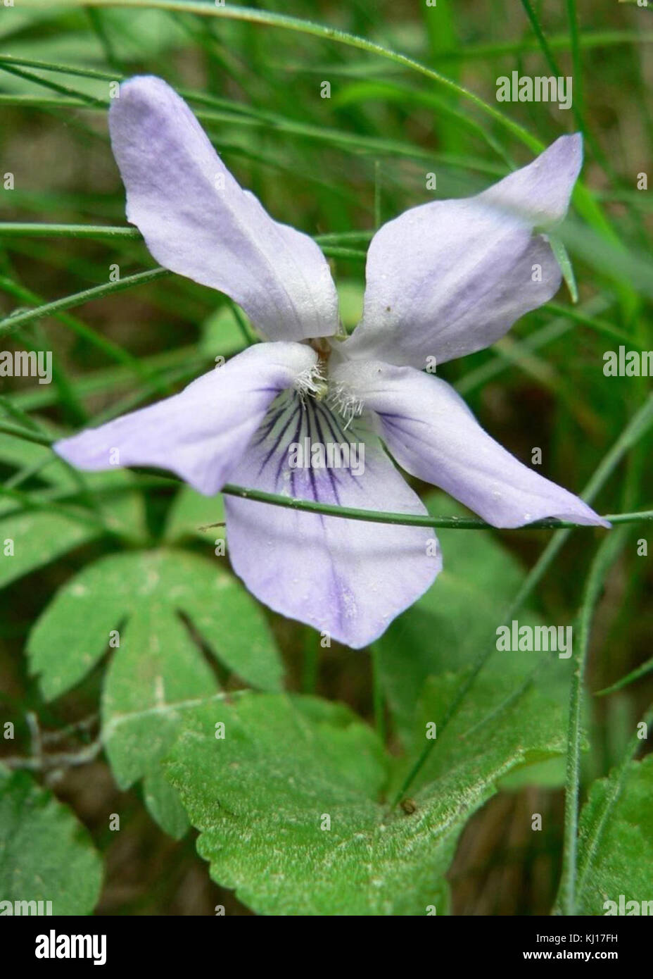 Common white blue dog violet Stock Photo - Alamy