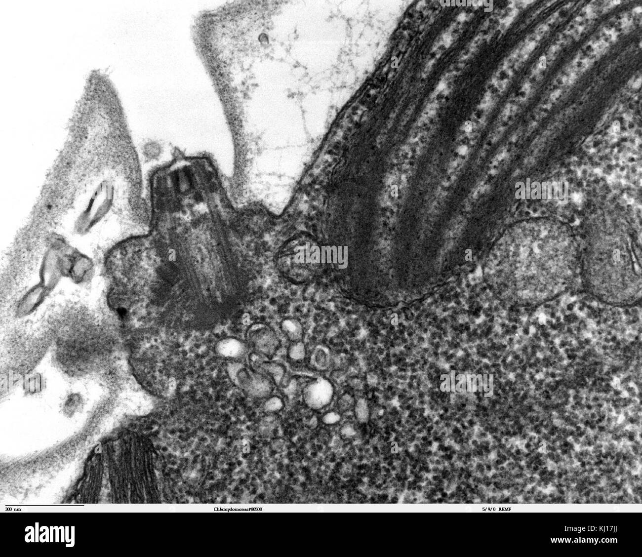 Reinhardtii hi-res stock photography and images - Alamy