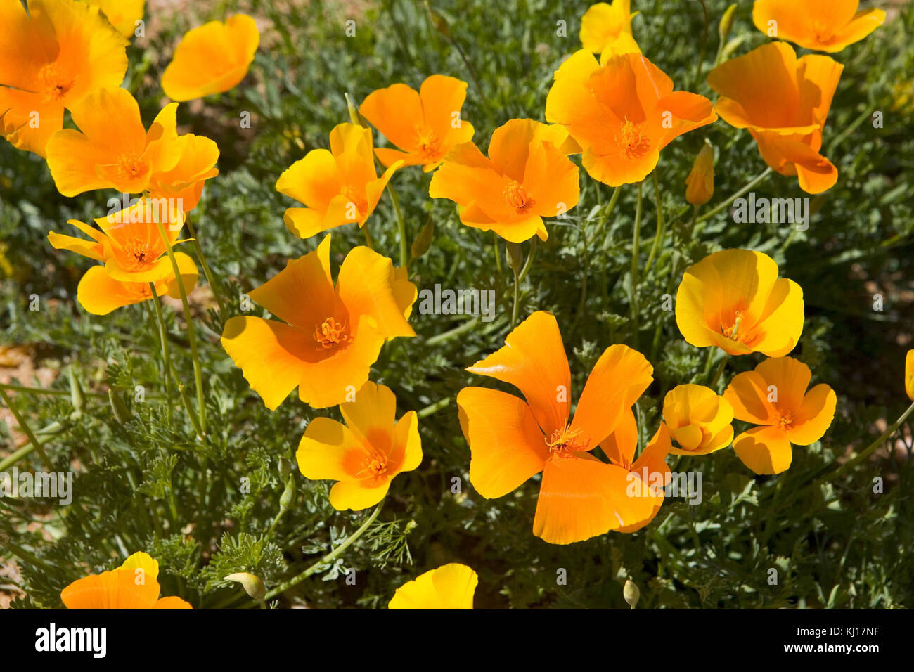 Medium shot of Mexican poppies Stock Photo - Alamy