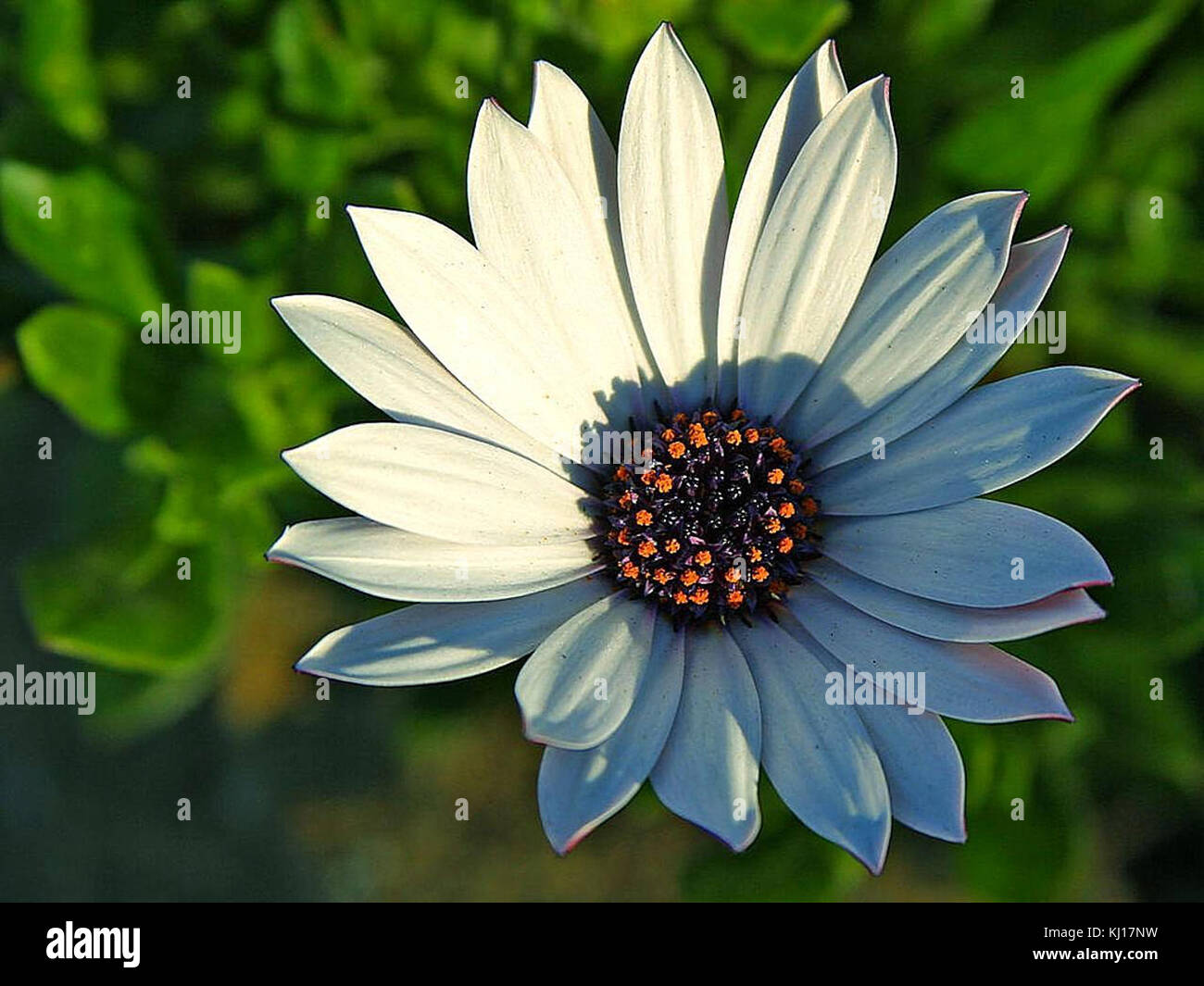 Daisy daisies flowers petals Stock Photo - Alamy