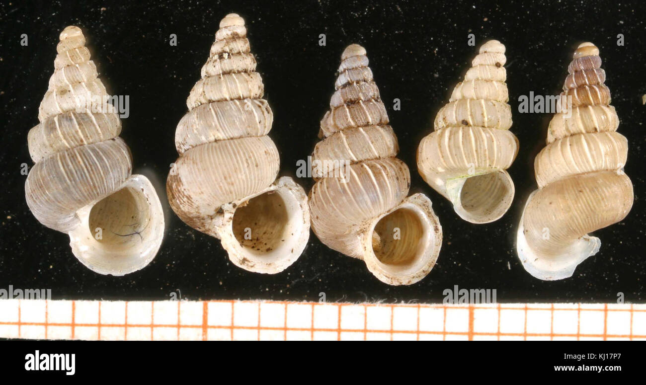 Cochlostoma hi-res stock photography and images - Alamy