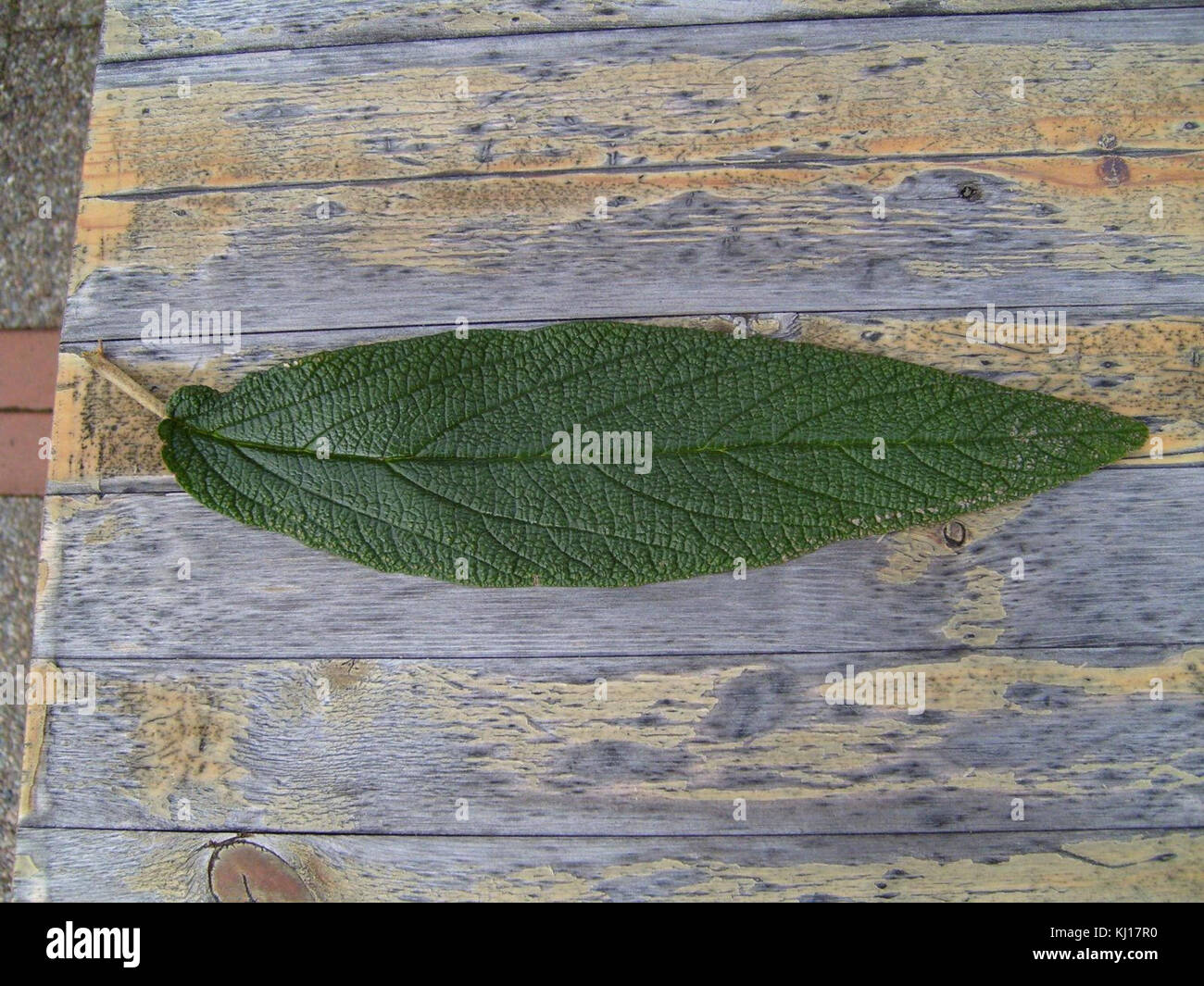 Structured anatomy hi-res stock photography and images - Alamy