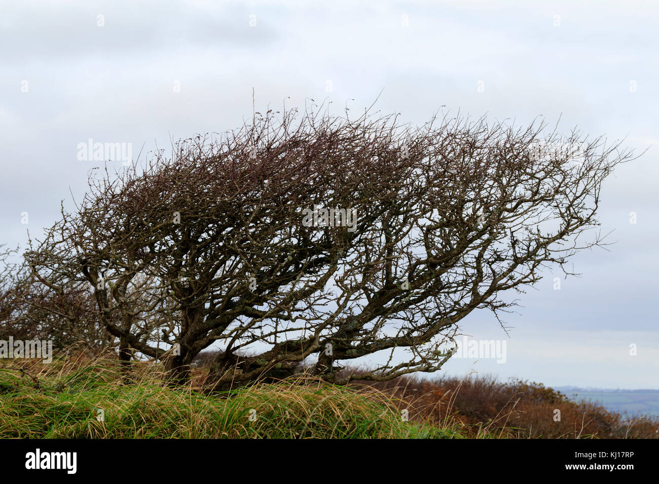 Winter bare, wind sculpted hawthorn, Crataegus monogyna, on the cliffs ...