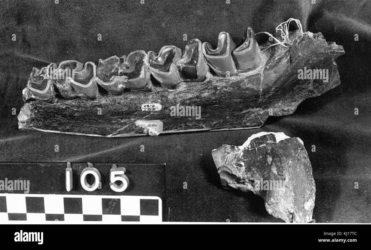 Diceratherium hi-res stock photography and images - Alamy