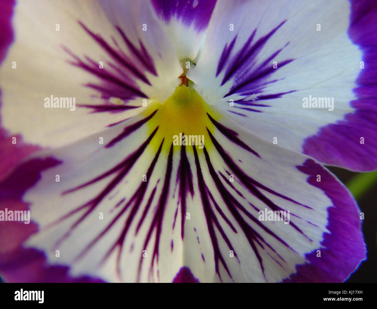 Detail of veins in purple flower Stock Photo - Alamy