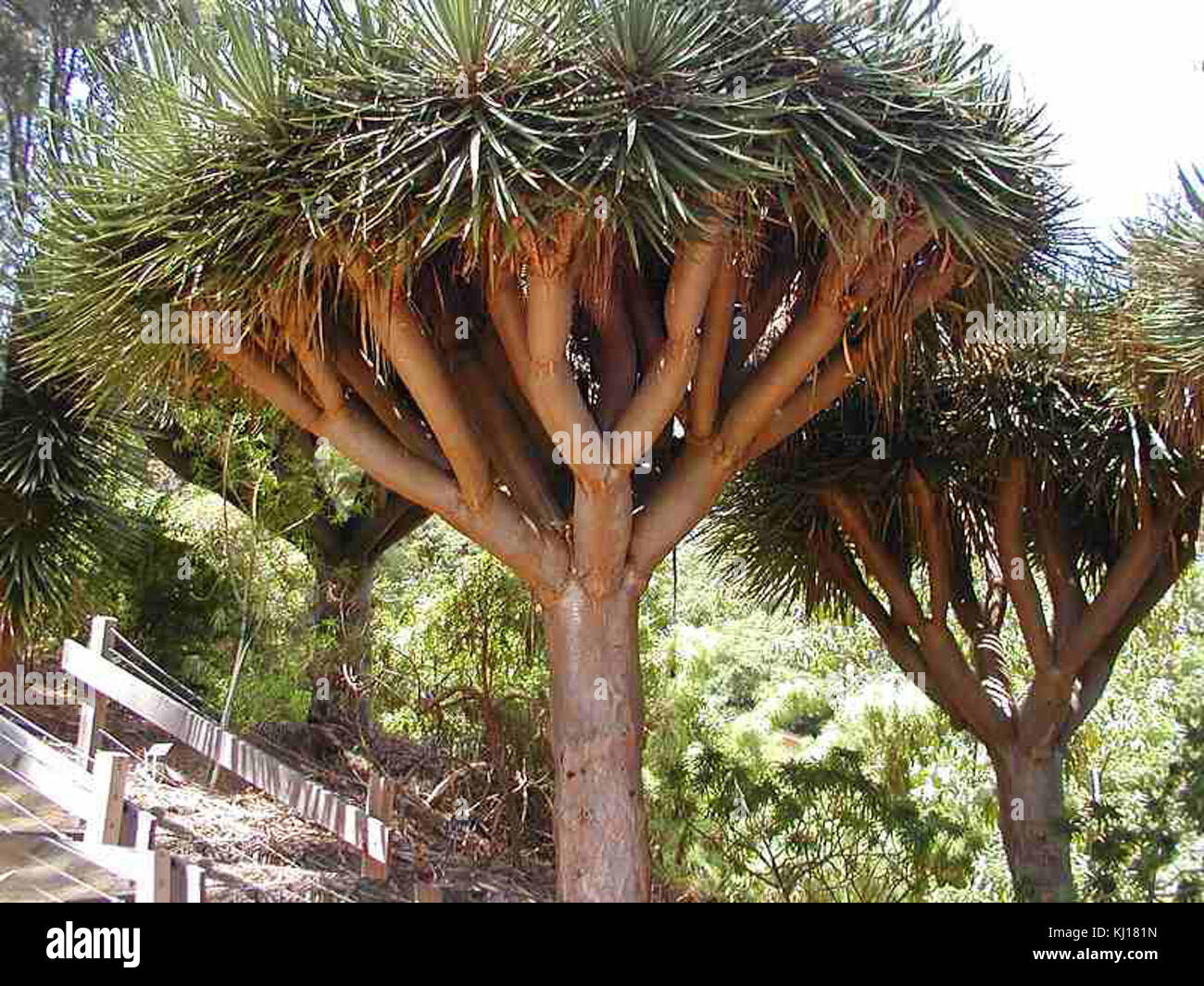 Dragon like features hi-res stock photography and images - Alamy