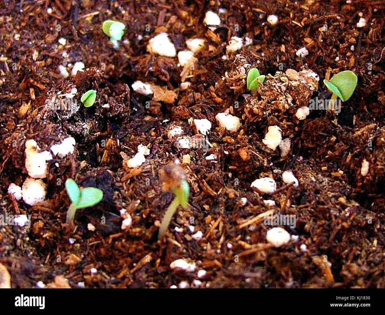 Plants growth in various environments hi-res stock photography and ...