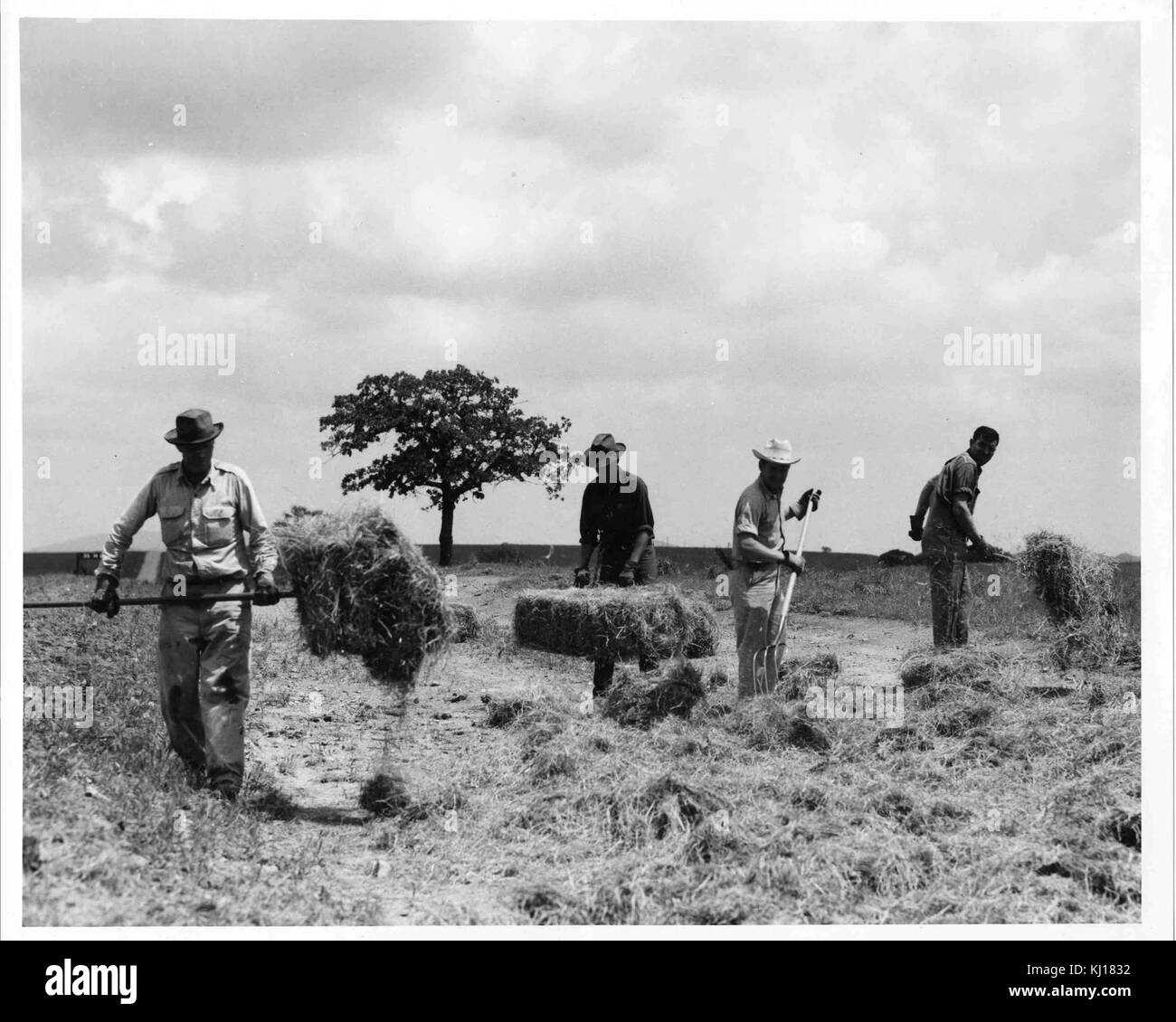 Men working together on farm field in haying operation Stock Photo - Alamy
