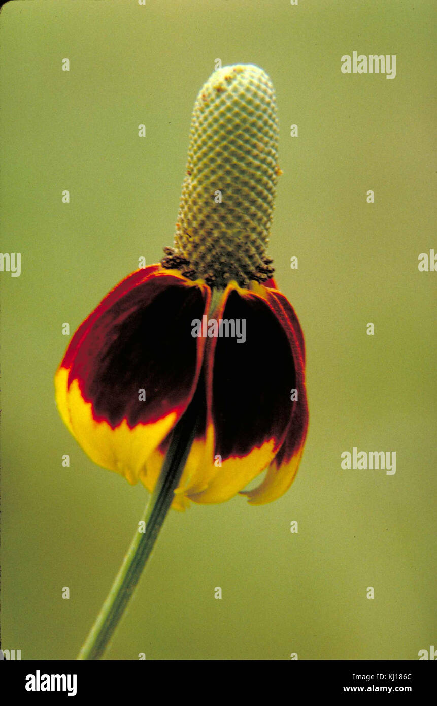 Mexican hat flower plant ratibida columnaris Stock Photo - Alamy