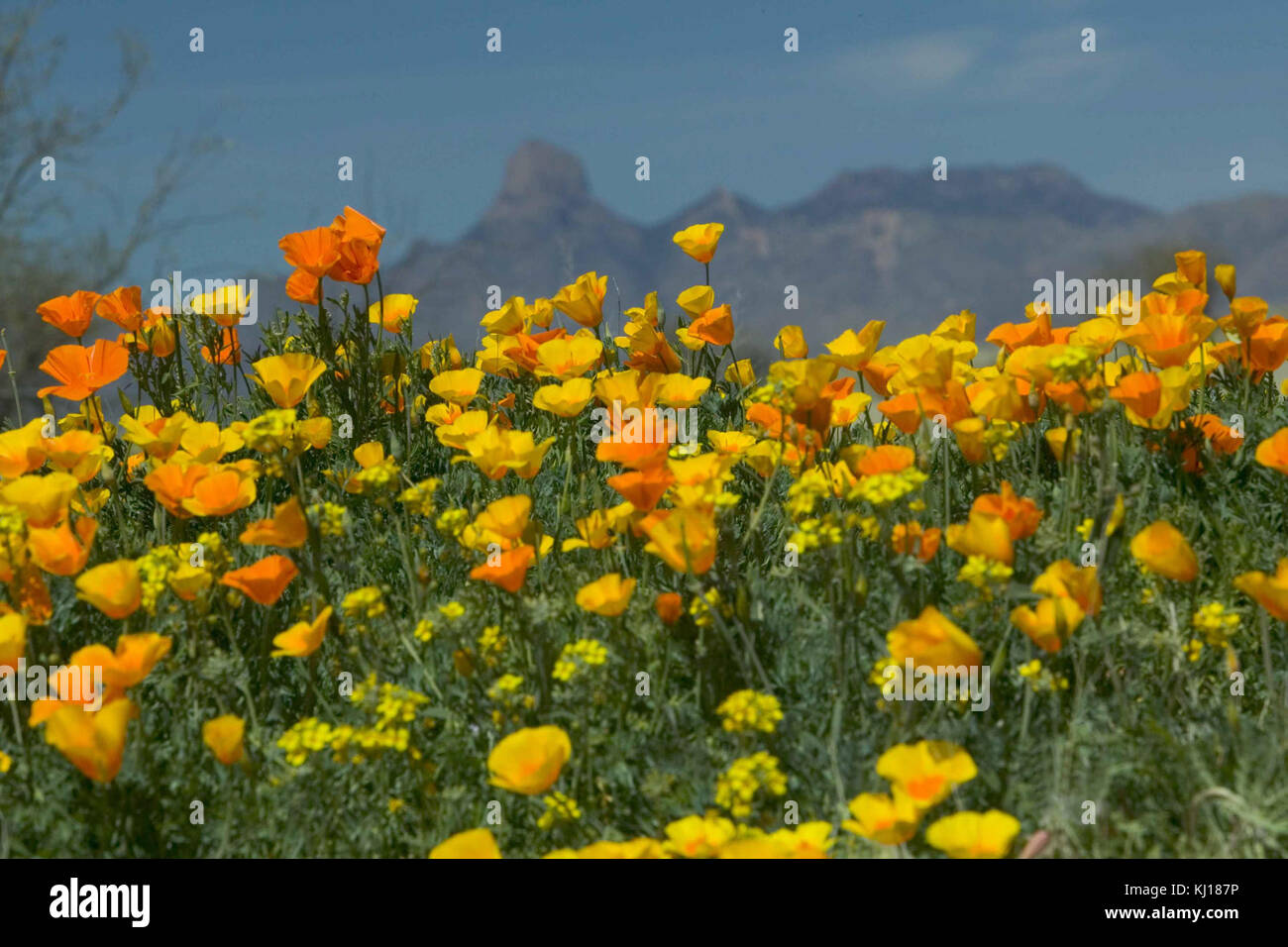 Mexican poppies and mountains Stock Photo - Alamy