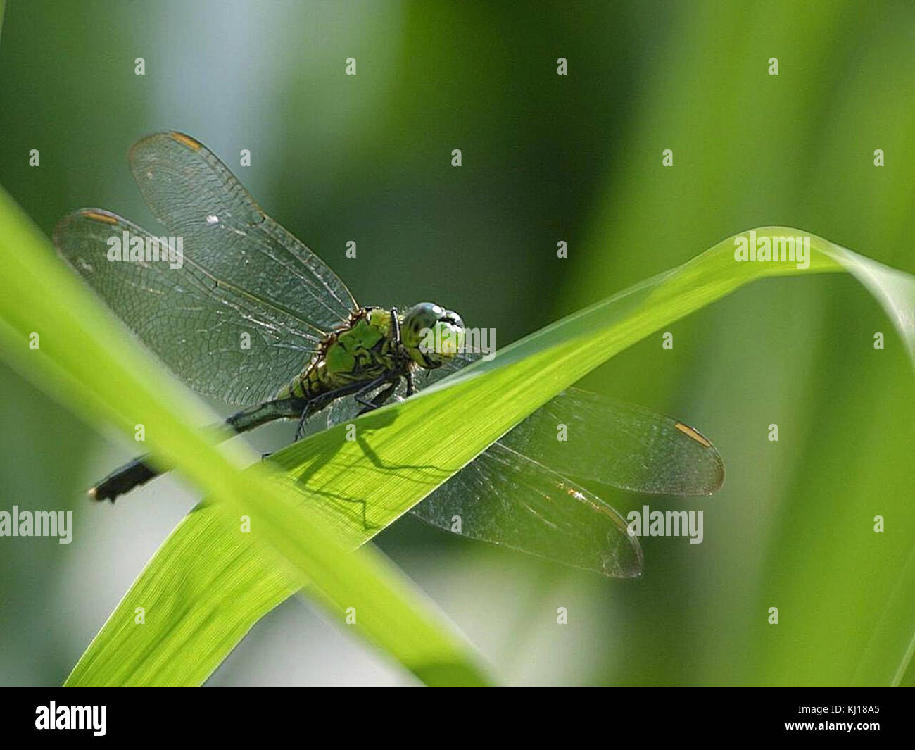 Dragonfly anatomy hi-res stock photography and images - Alamy