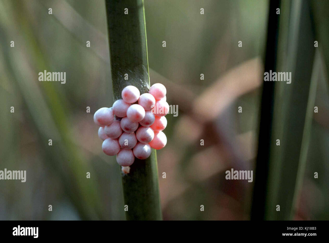 Apple snail eggs Stock Photo - Alamy