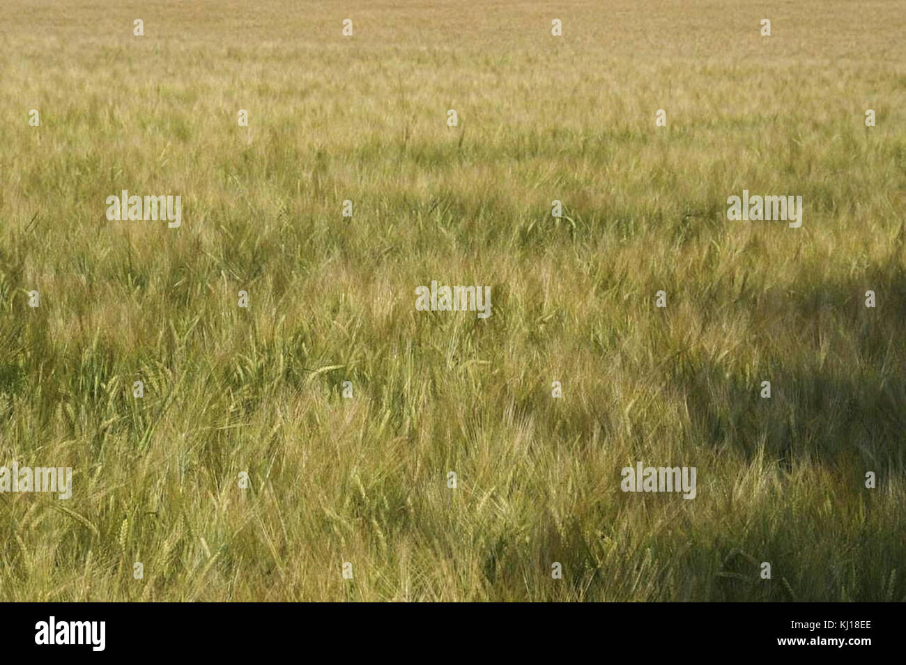 Tall grass showcases hi-res stock photography and images - Alamy