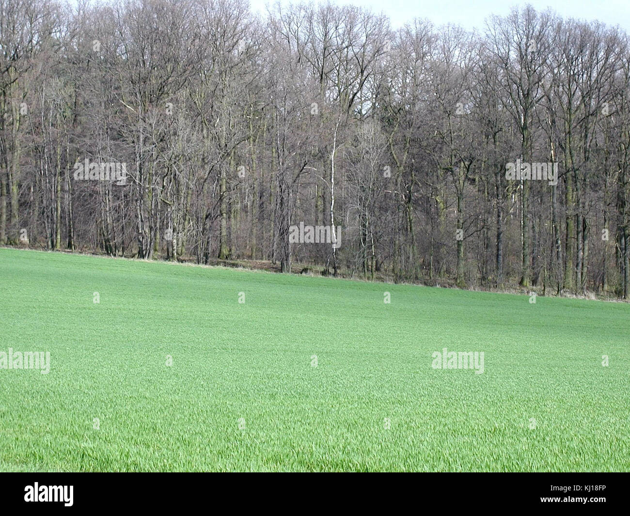 Field in spring Stock Photo - Alamy