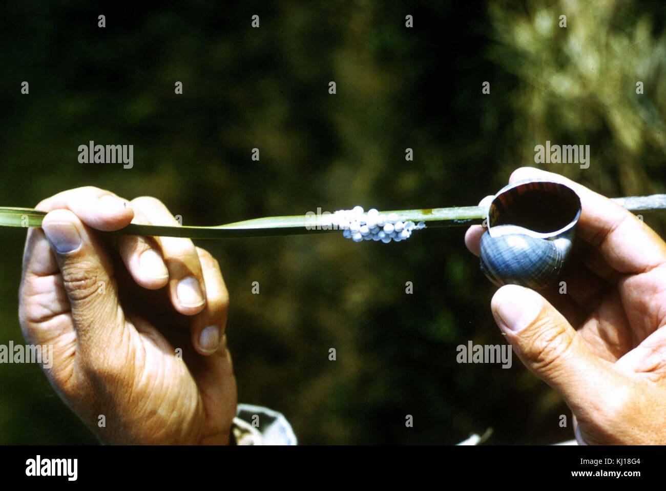 Apple snail shell and eggs Stock Photo - Alamy