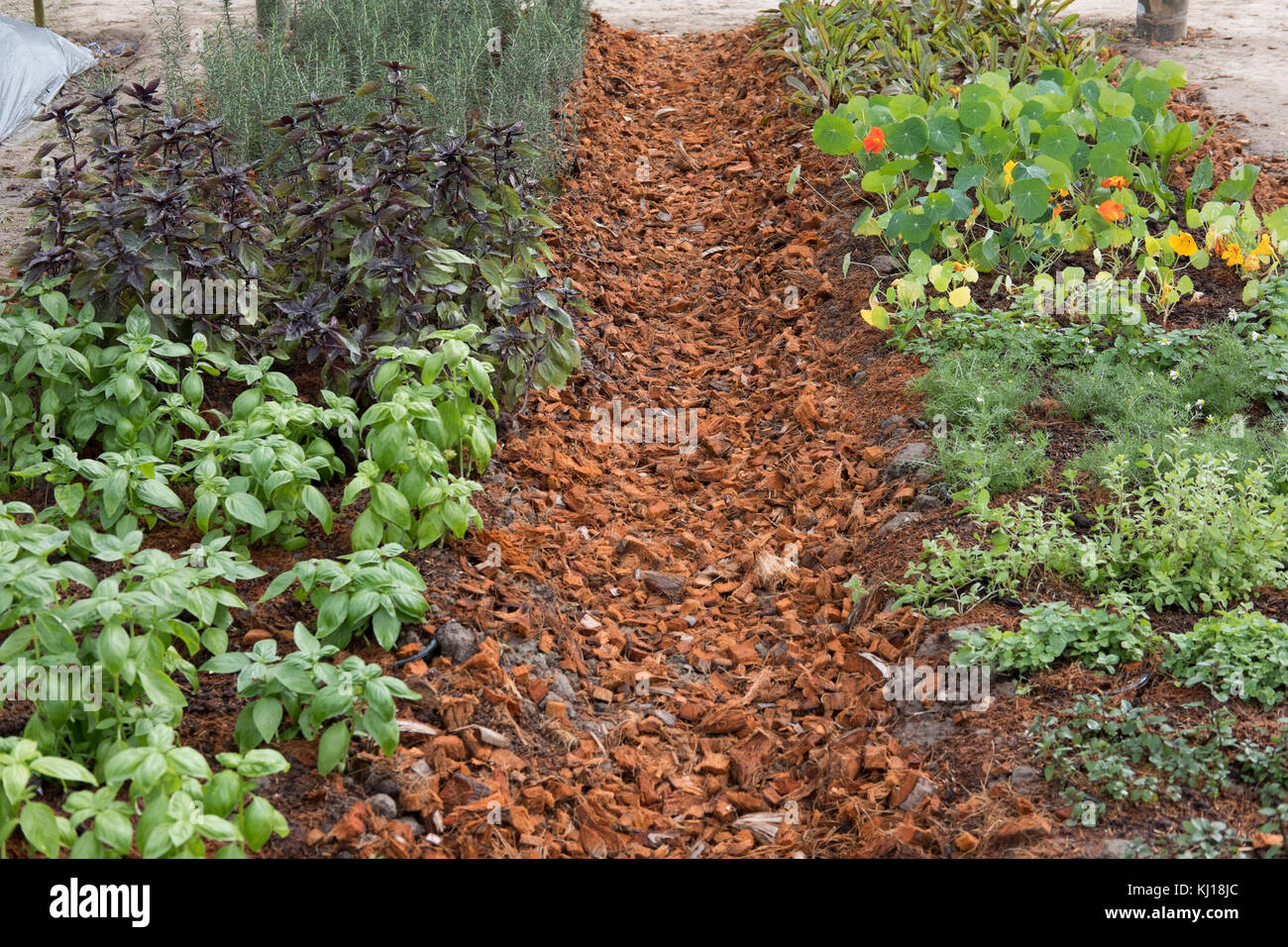 organic plant growing in vegetable garden. soil cultivation ...