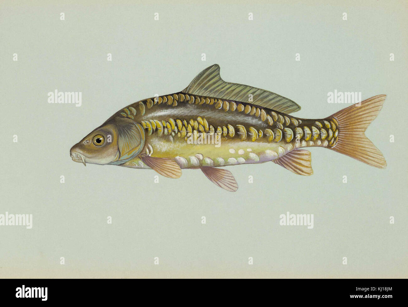 Carp fishing techniques hi-res stock photography and images - Alamy