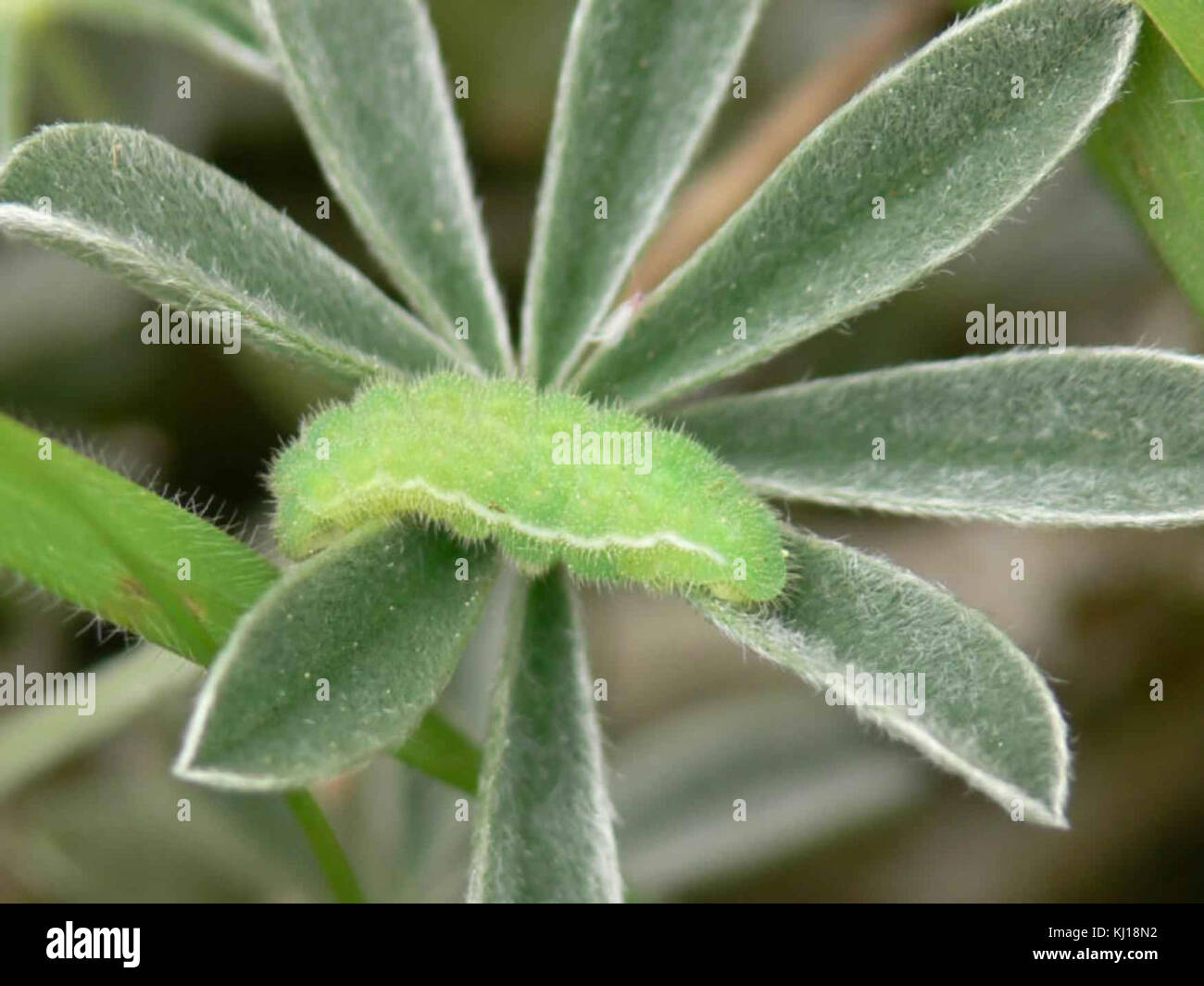 Blue butterfly life cycle hi-res stock photography and images - Alamy