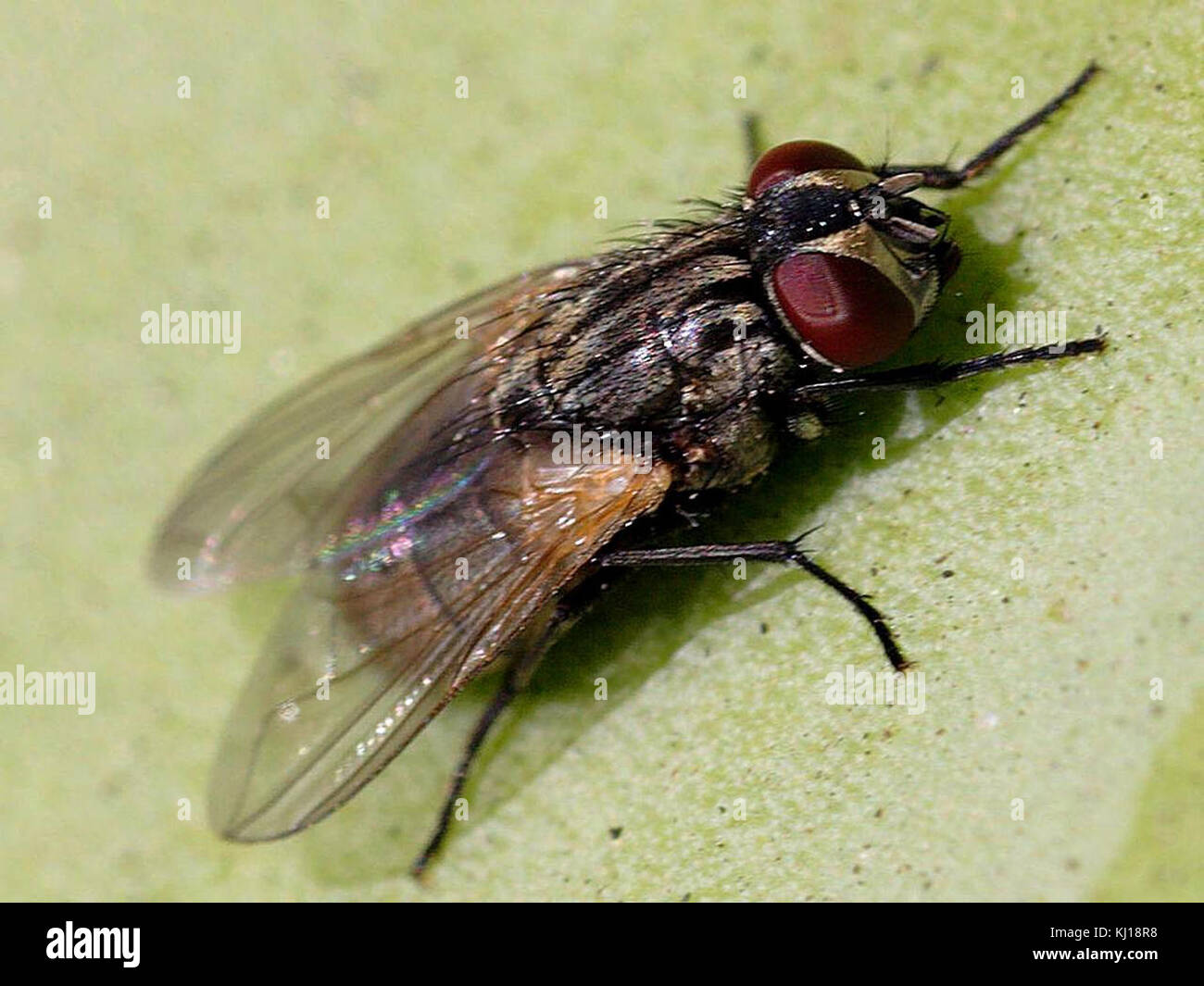Fly flies insect Stock Photo - Alamy