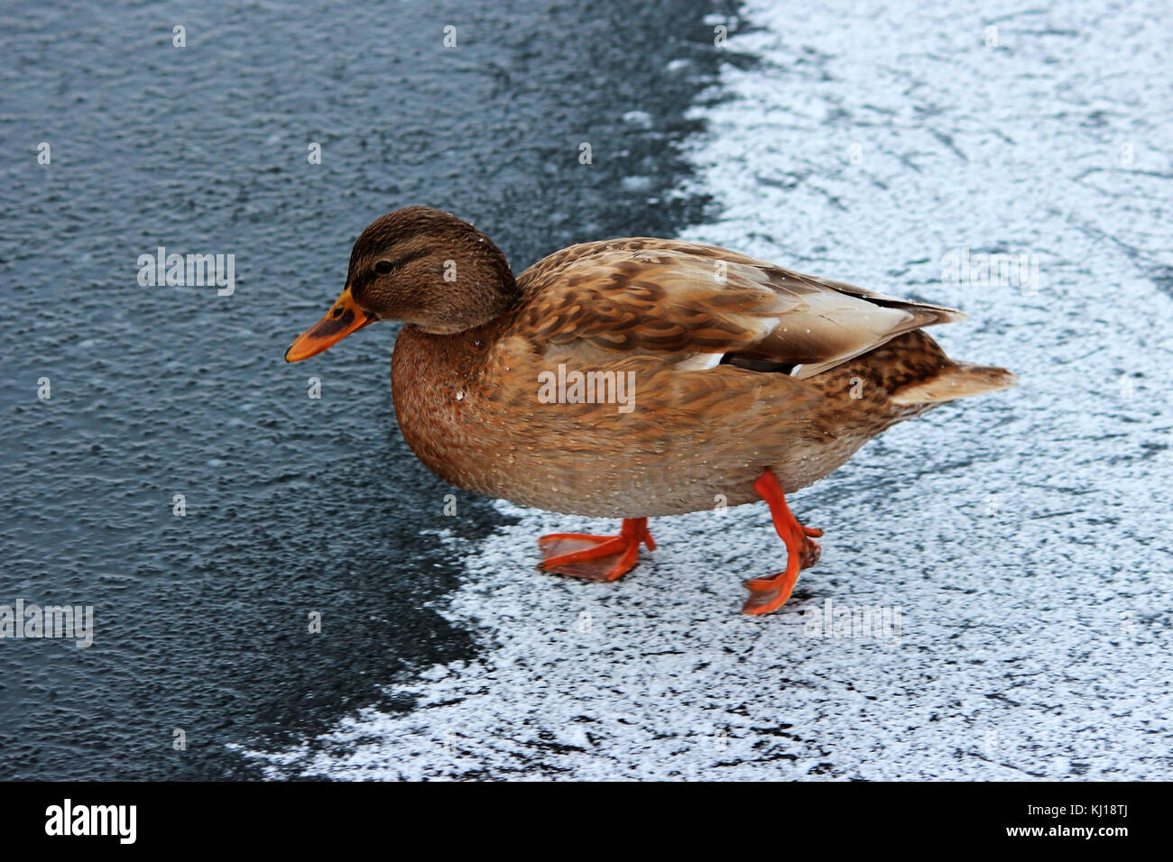 Unusual duck, born from a white drake with a changed color as ...