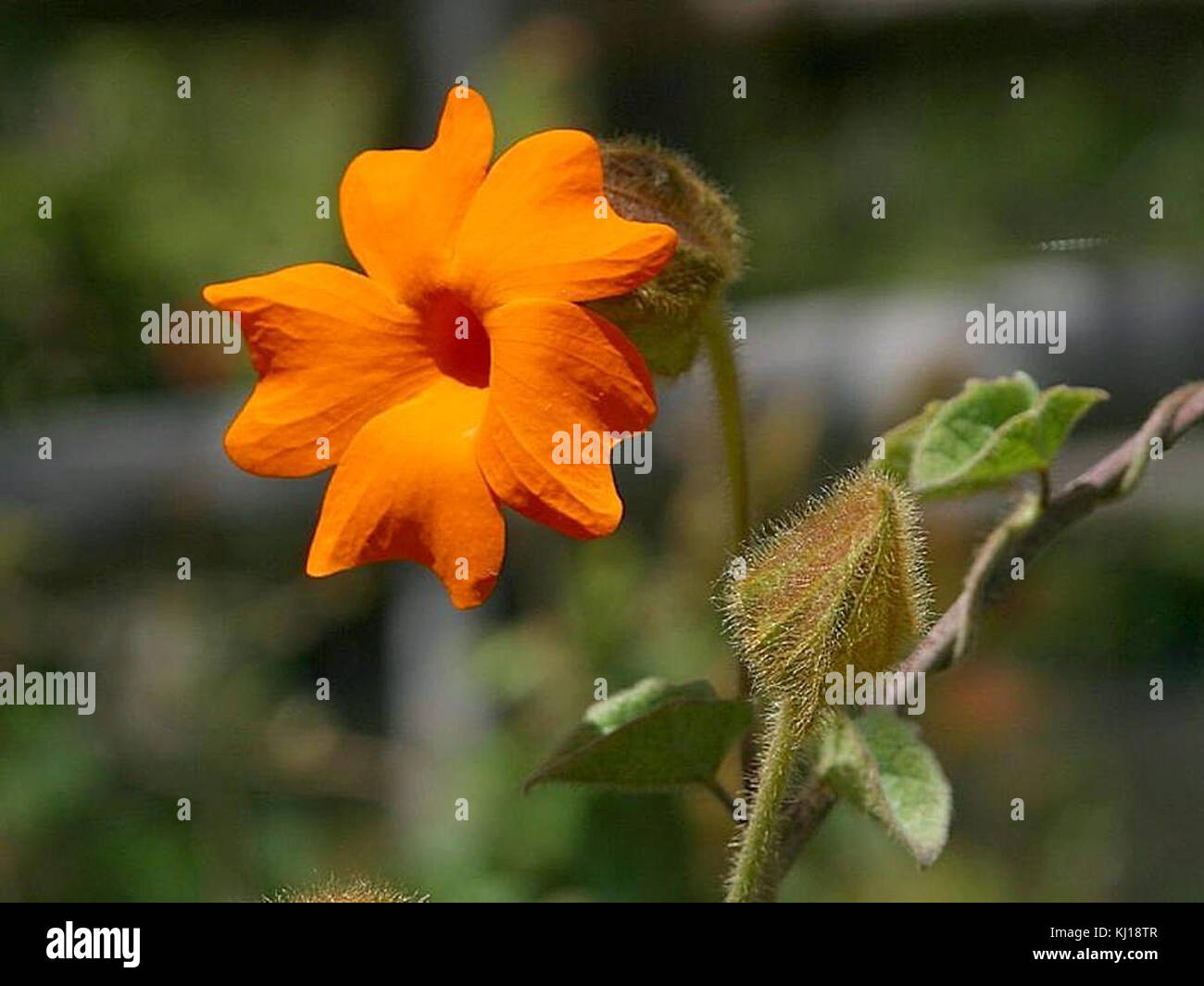 Flowers vines plants pods Stock Photo - Alamy