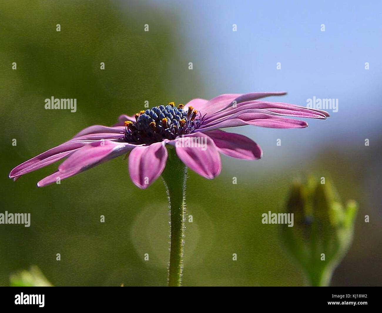Flowers daisies daisy petals Stock Photo - Alamy