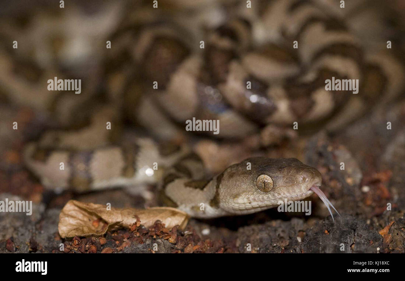 Mona island boa snake epicrates monensis monensis Stock Photo - Alamy