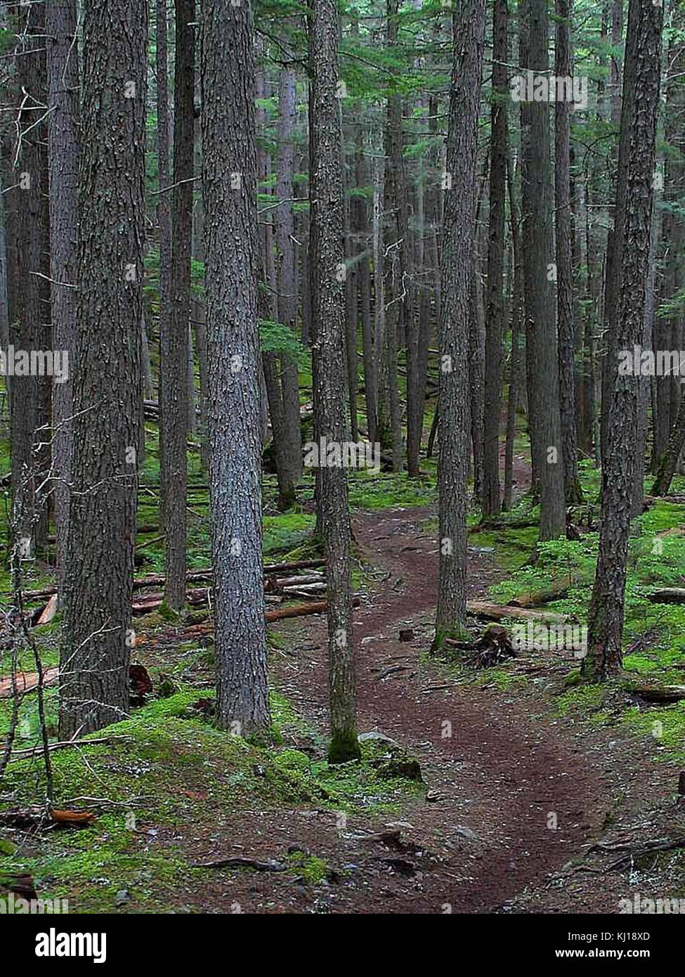 Forest trail (1 Stock Photo - Alamy
