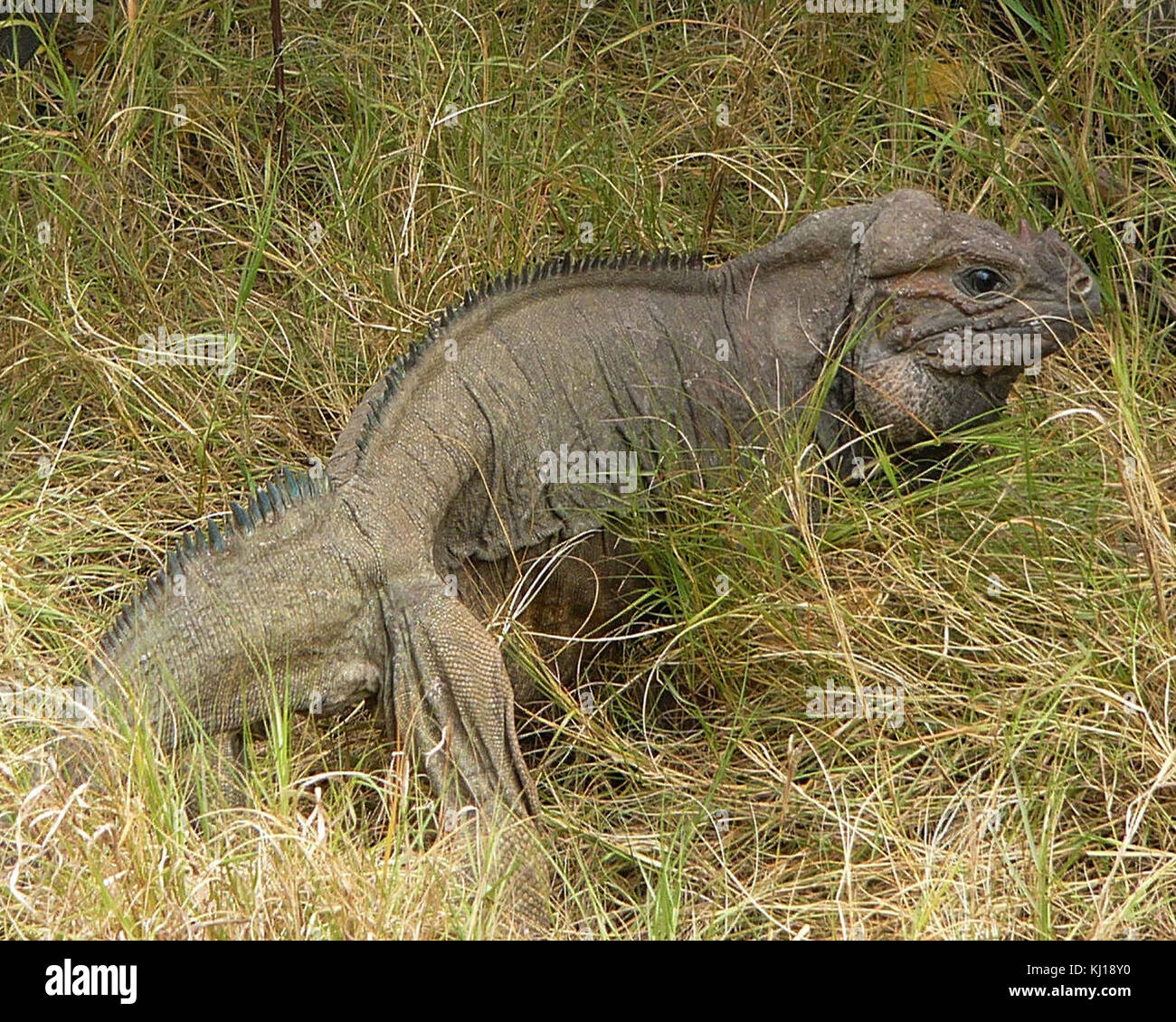 Mona island iguana hi-res stock photography and images - Alamy