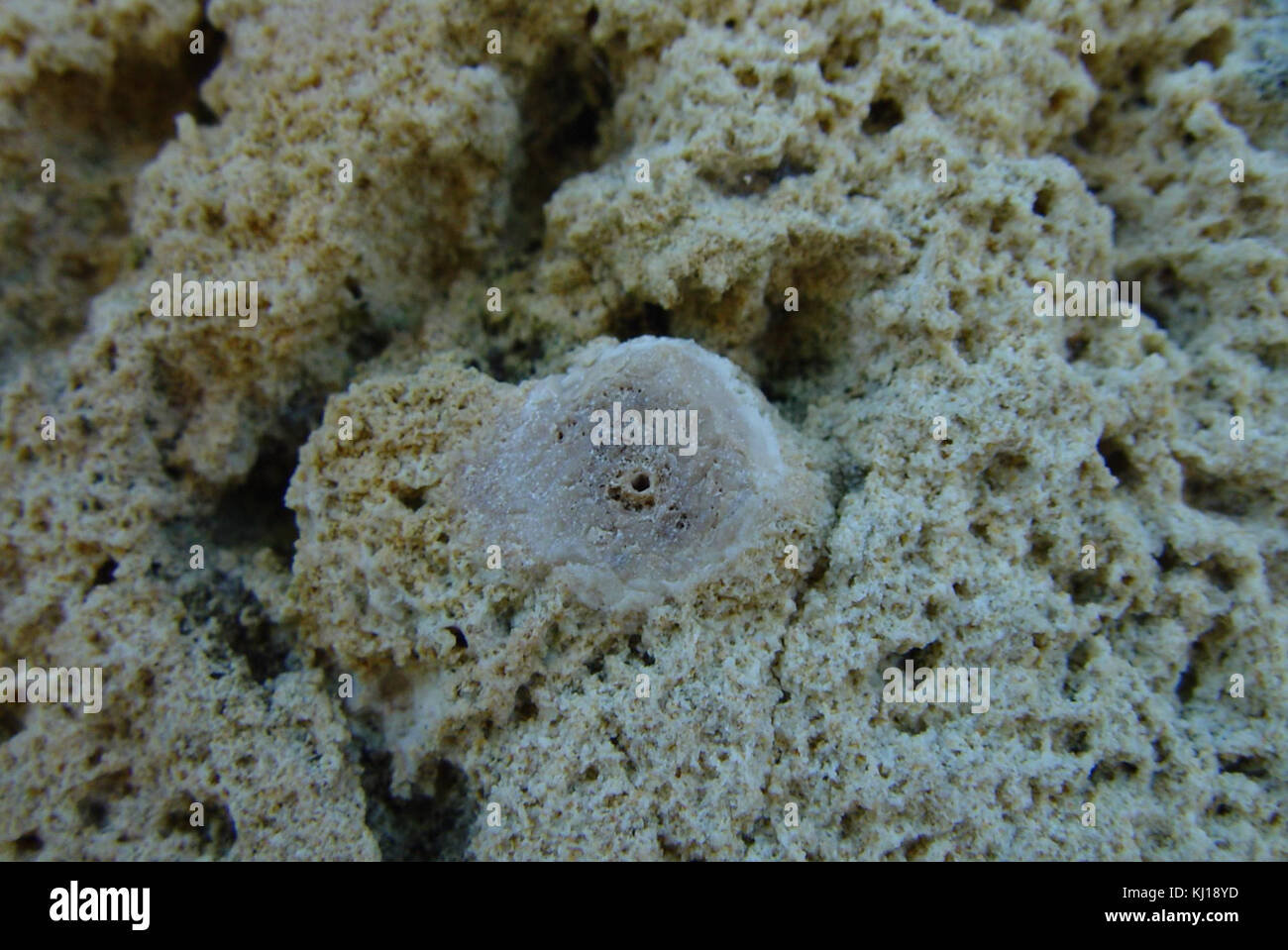 Fossil root in limestone Stock Photo - Alamy