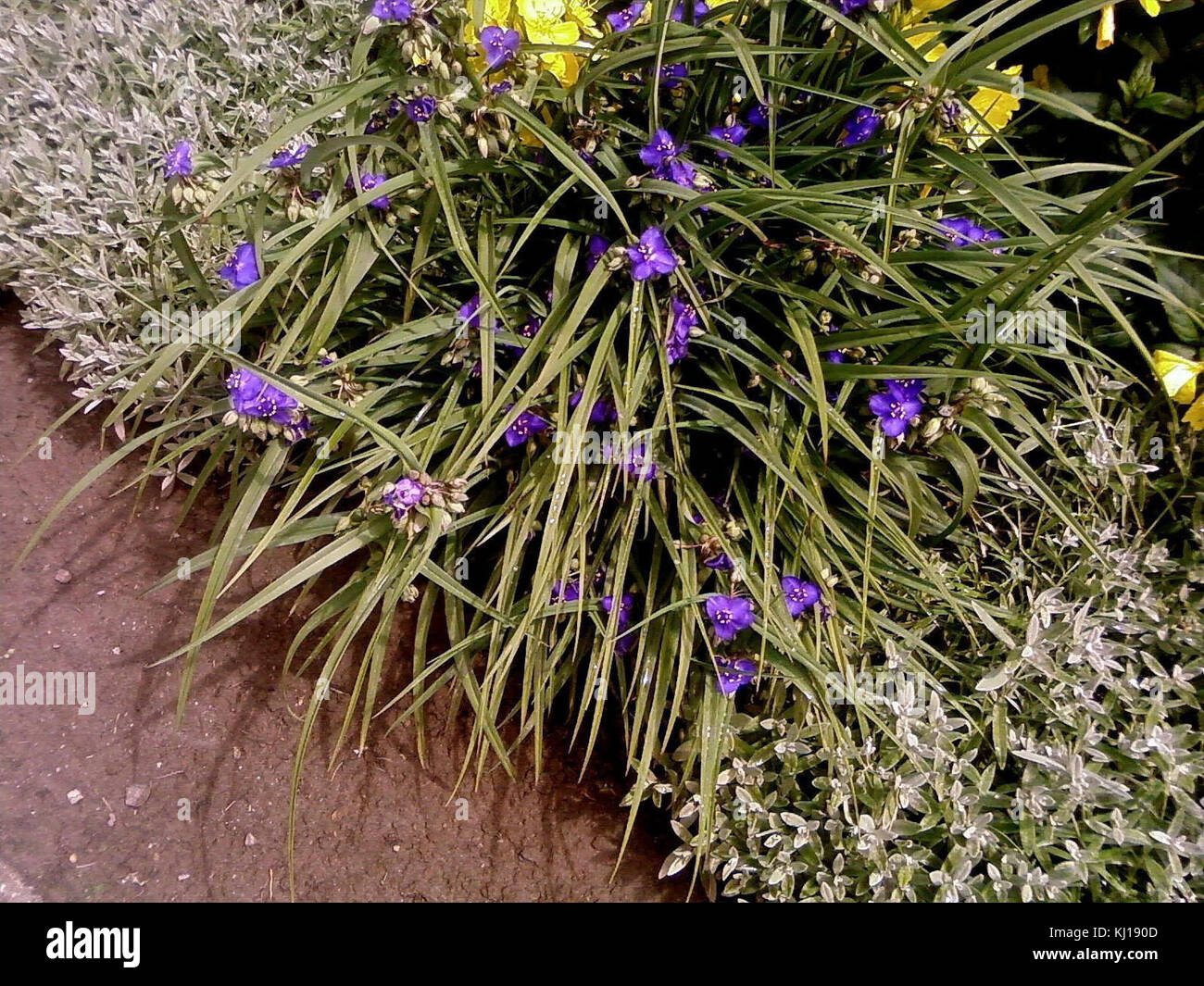 Small blue flowers Stock Photo - Alamy