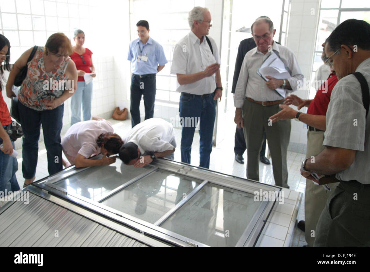 Fonte aurea poa sp Stock Photo - Alamy