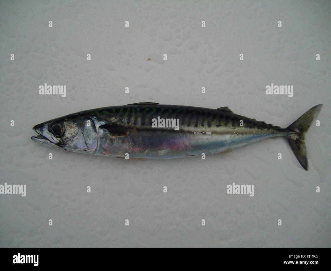 Fish scomber scombrus Stock Photo - Alamy