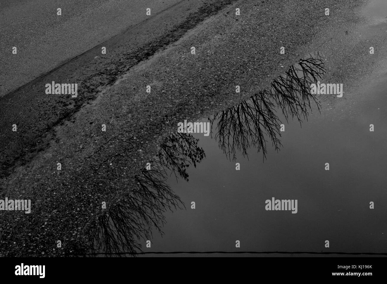 Tree branches reflection in the water puddle Stock Photo - Alamy