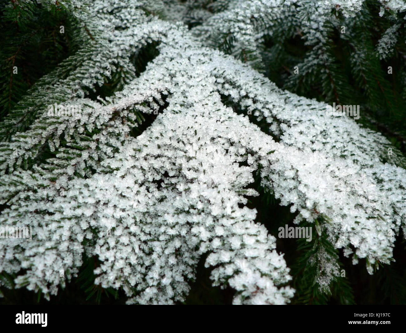 Intricate patterns formed tree hi-res stock photography and images - Alamy